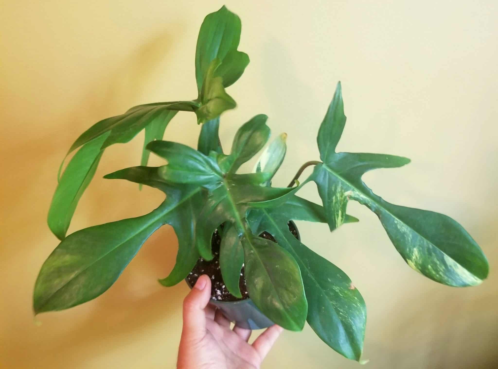 Philodendron Florida Ghost - The Most Comprehensive Guide - Above and ...
