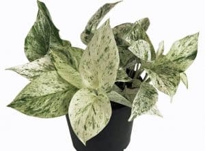 Snow Queen Pothos - Easy to Follow, Grow Care Guide