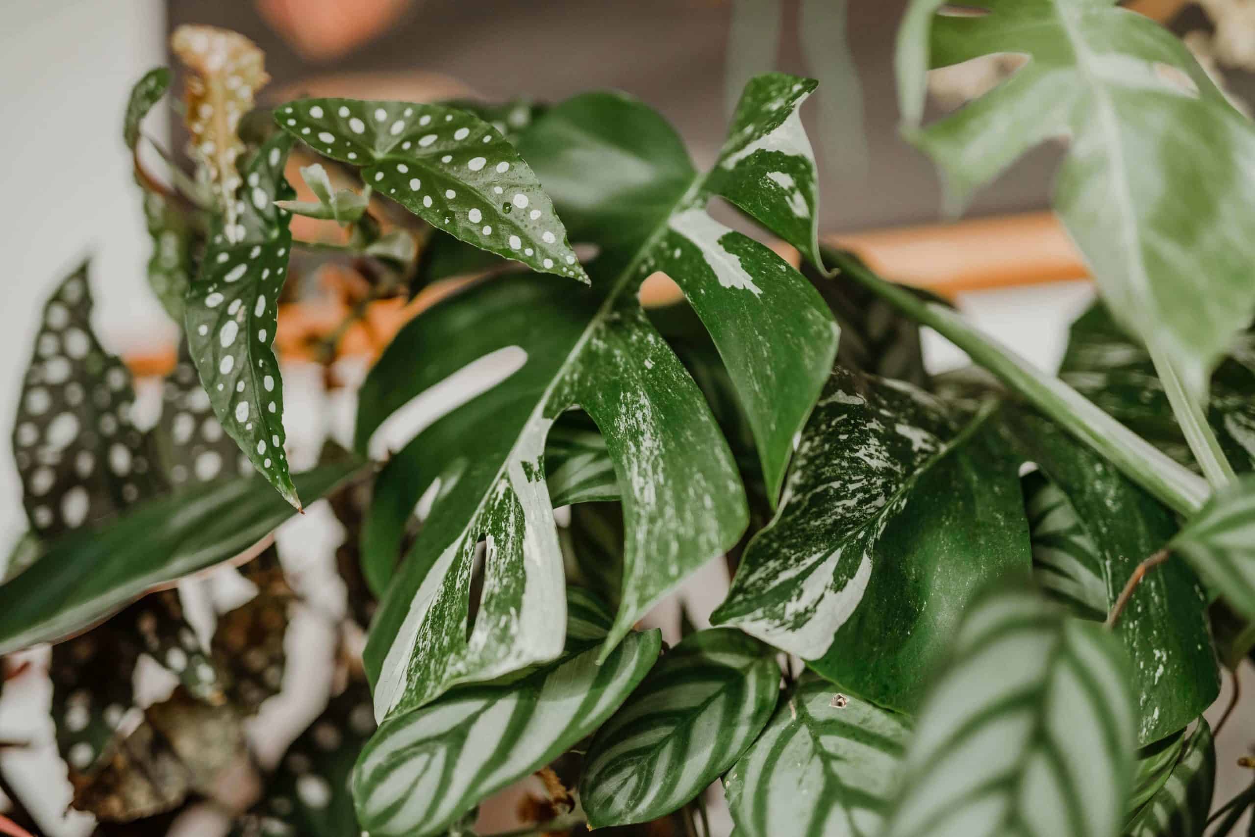 All You Need to Know About Propagating Monstera - Above and Beyond ...