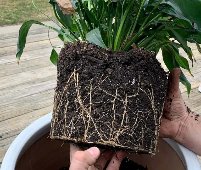 How To Get Rid Of Pot Worms [A Quick And Easy Guide 2022]