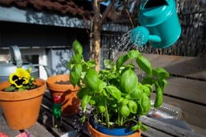 How Often Should You Water Basil [+Growing Tips]