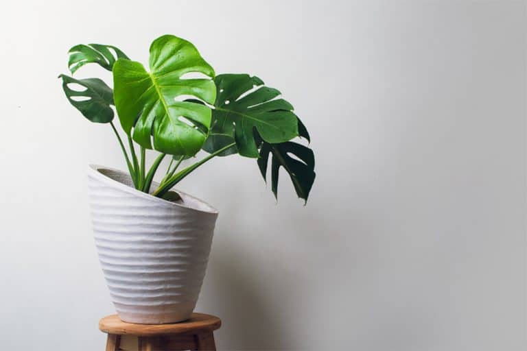 How Often To Water Monstera: The Ultimate Guide Of 2022