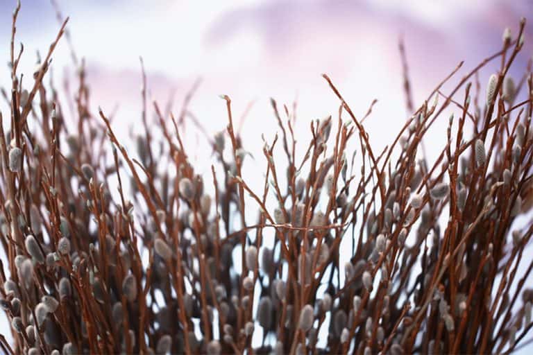 How To Preserve Willow Branches [2022 Guide]