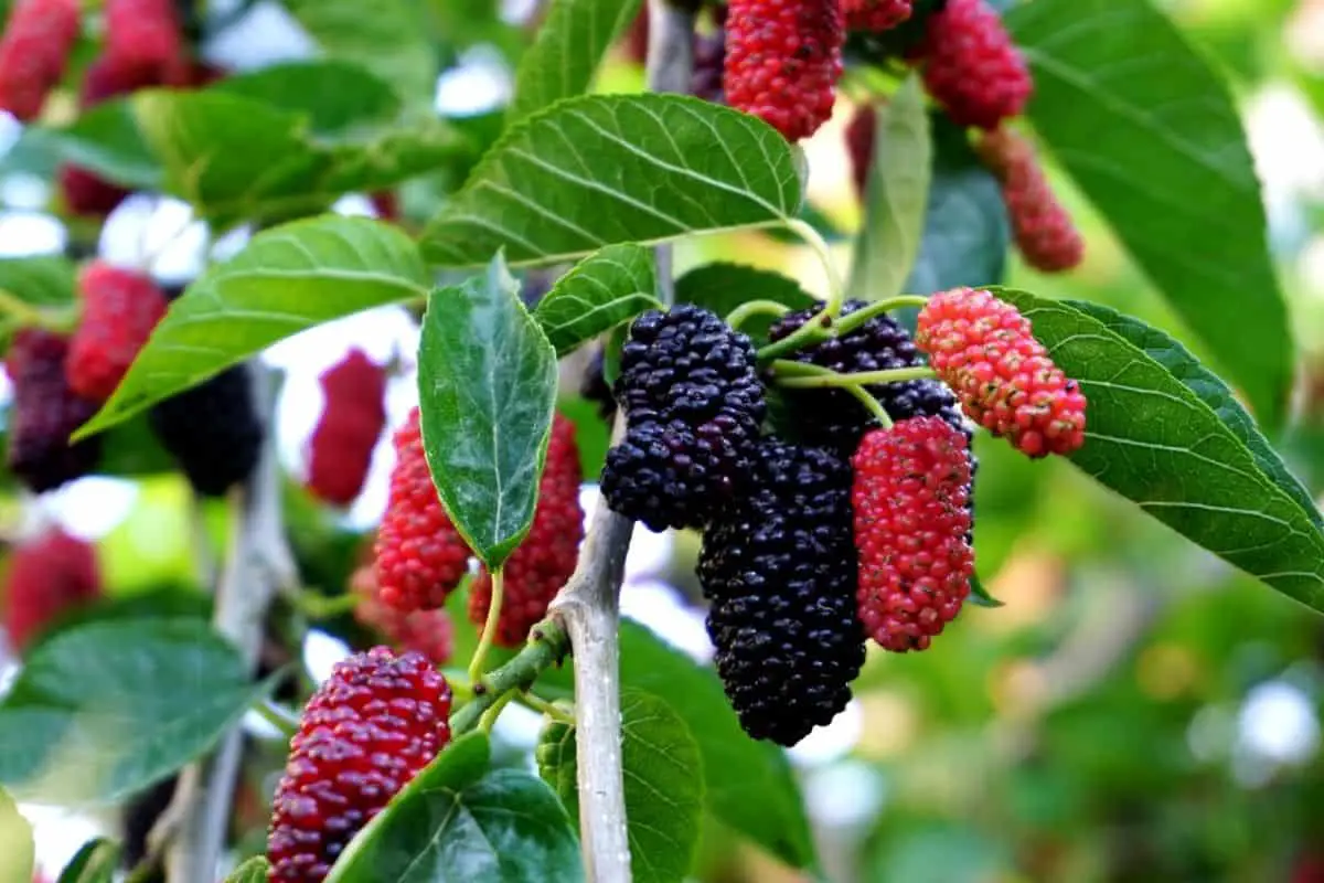 9 Best Permaculture Plants In 2022!