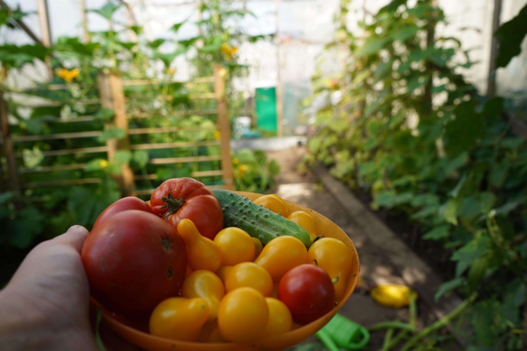 13 Disease Resistant Tomatoes Types Worth Growing