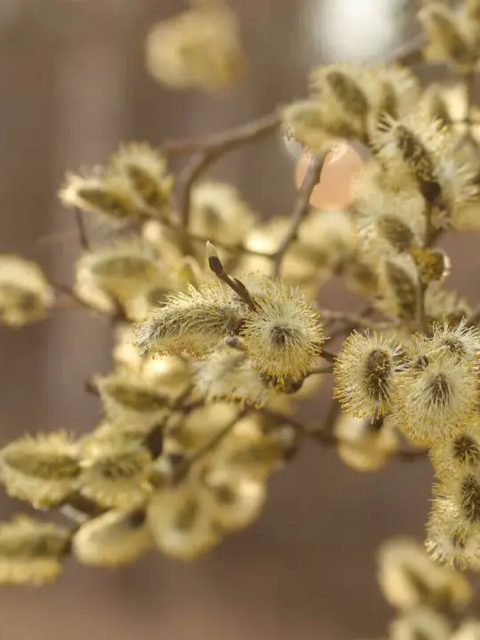 How To Save A Dying Tomato Plant (+Growing Tips) - Above and Beyond ...