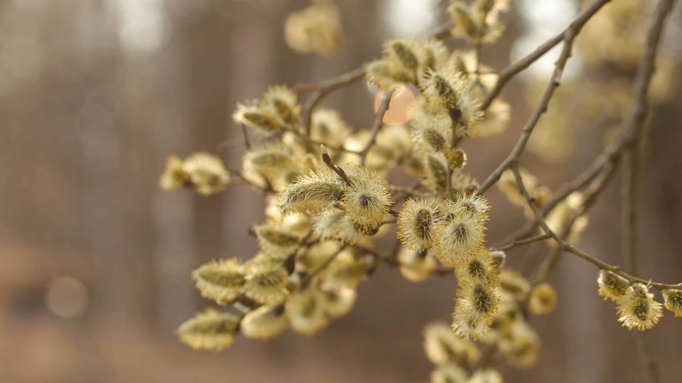 How To Dry Willow Branches The RIGHT Way