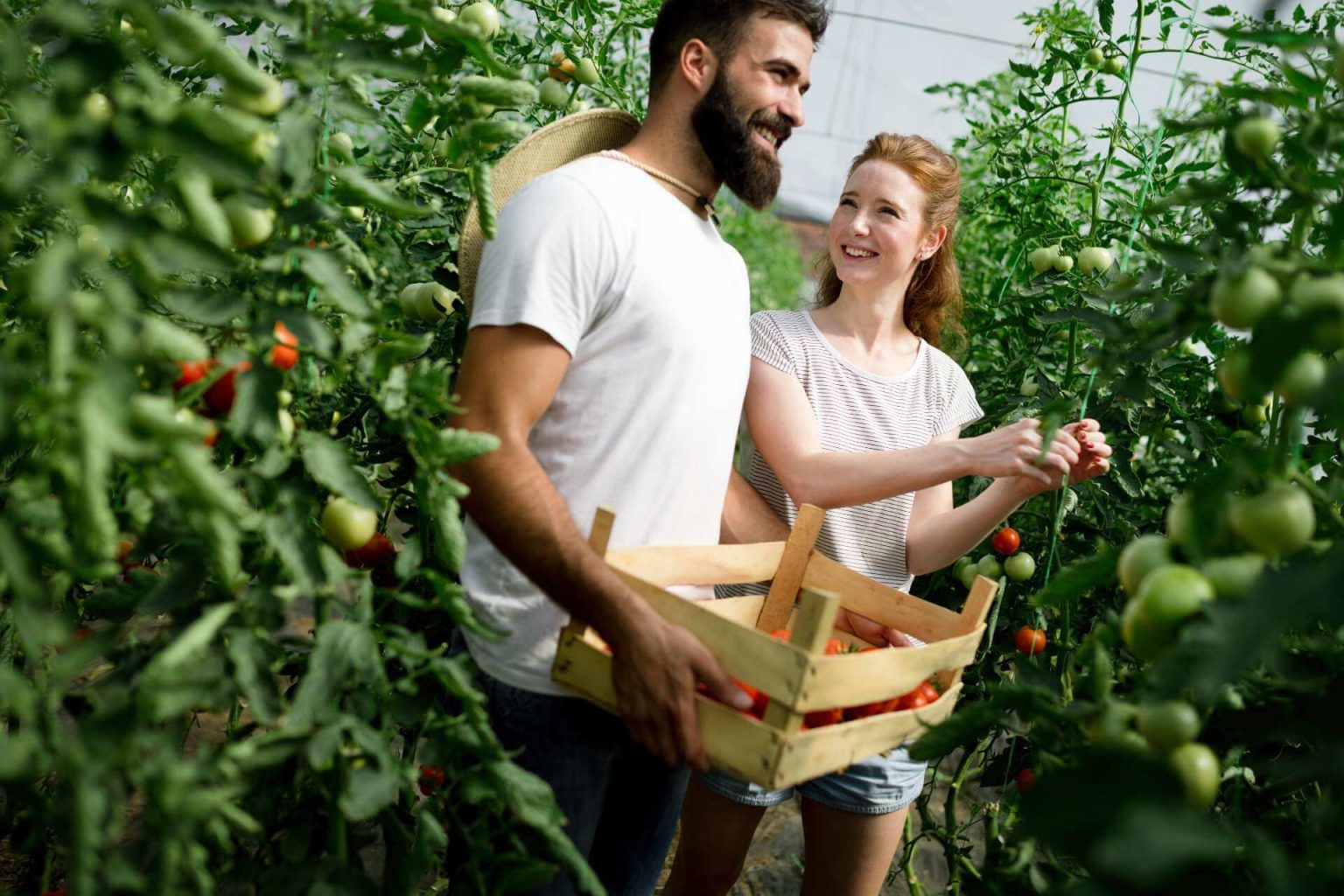 How To Grow Tomatoes From A Supermarket: My Step-By-Step Guide!