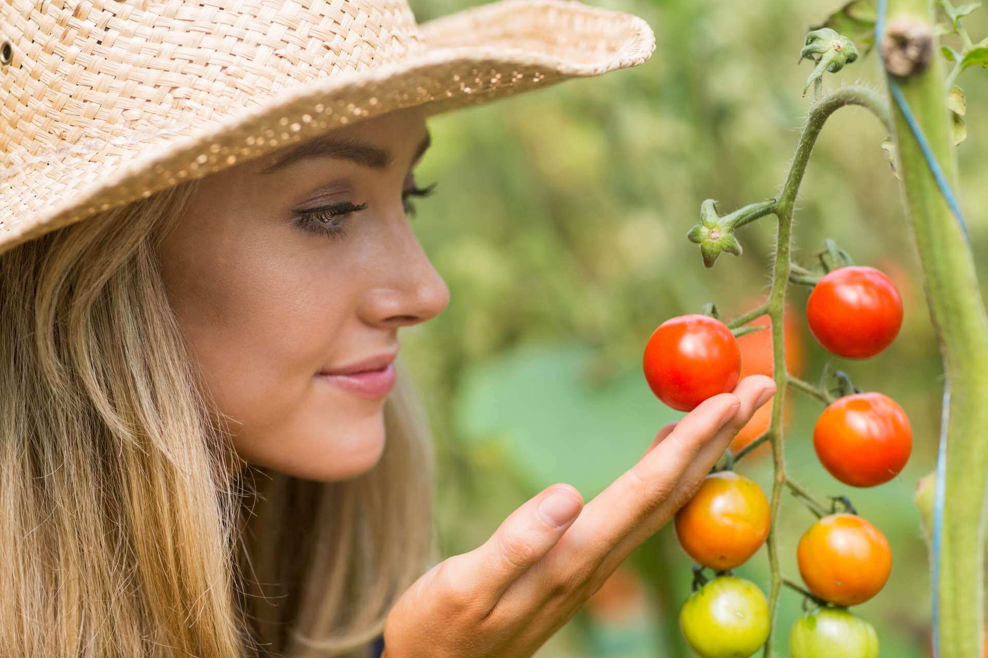 How To Grow Tomatoes From A Supermarket: My Step-By-Step Guide!