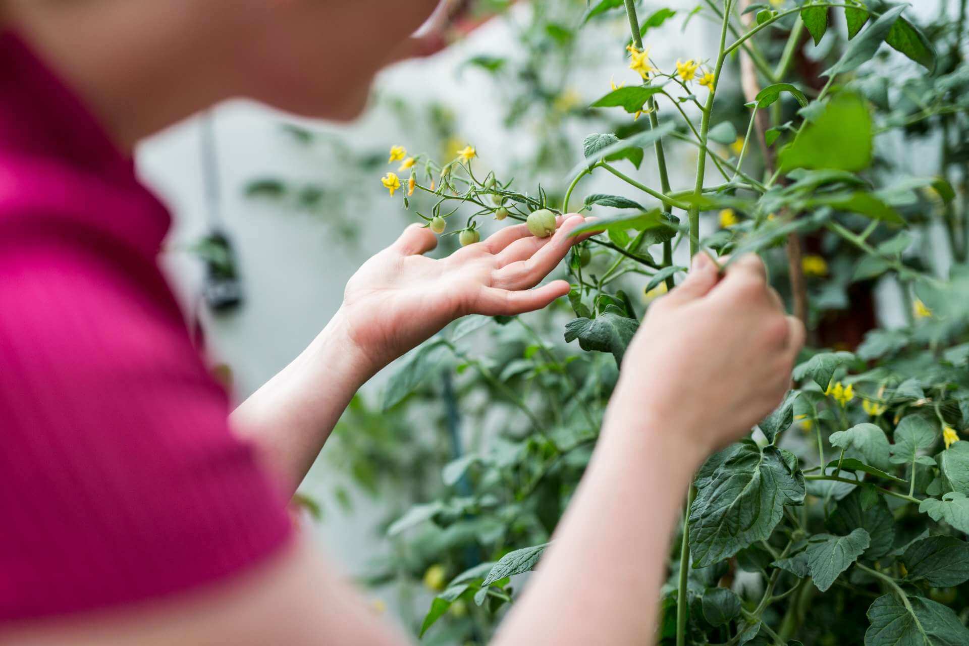 How To Grow Tomatoes From A Supermarket: My Step-By-Step Guide!