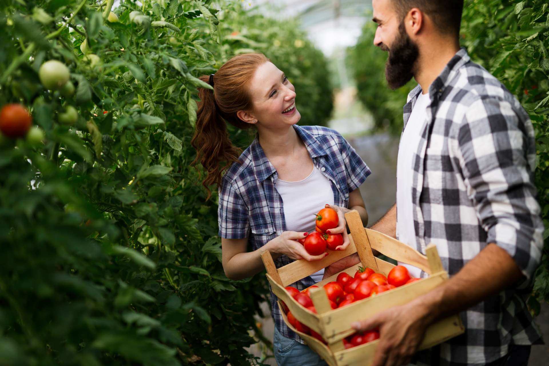How To Grow Tomatoes From A Supermarket: My Step-By-Step Guide!