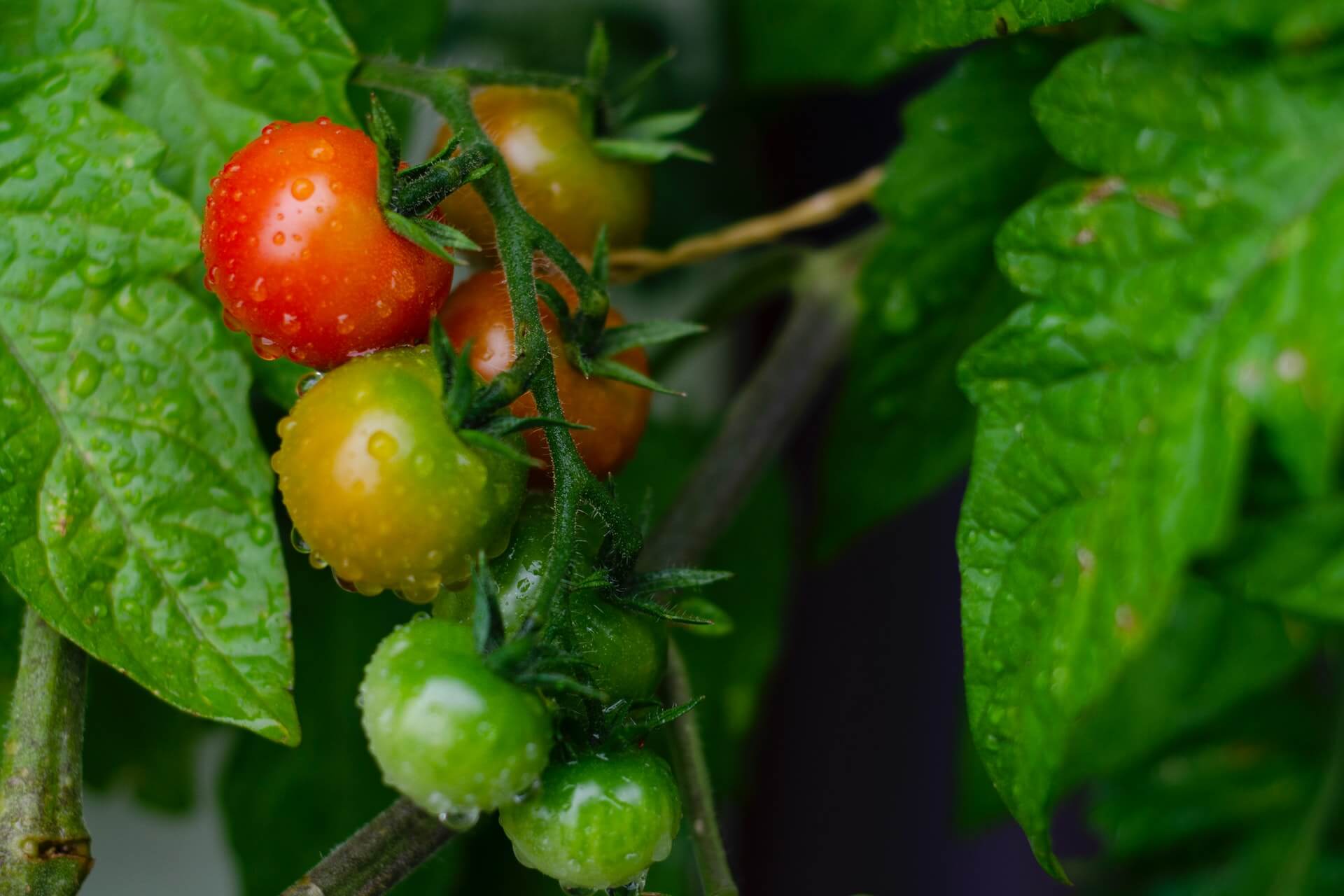 How To Grow Tomatoes Indoors Like A Pro! 2022
