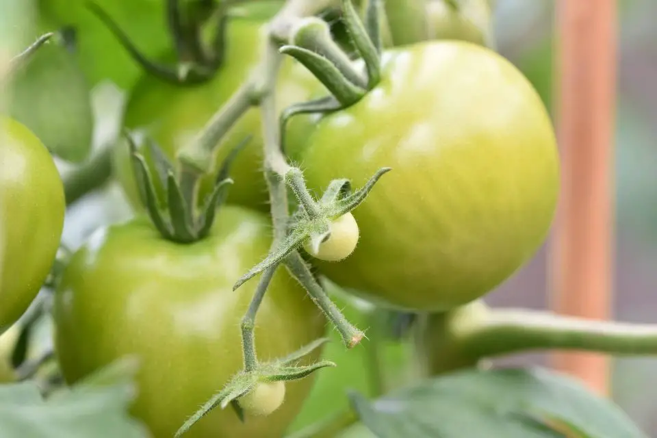 How To Grow Tomatoes Without A Garden + Unique Growing Tips! [2022]