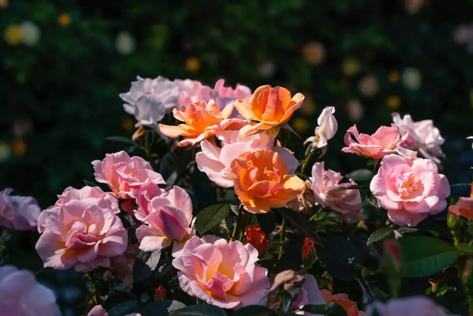 27 Companion Plants For Mint To Thrive (And Avoid!)