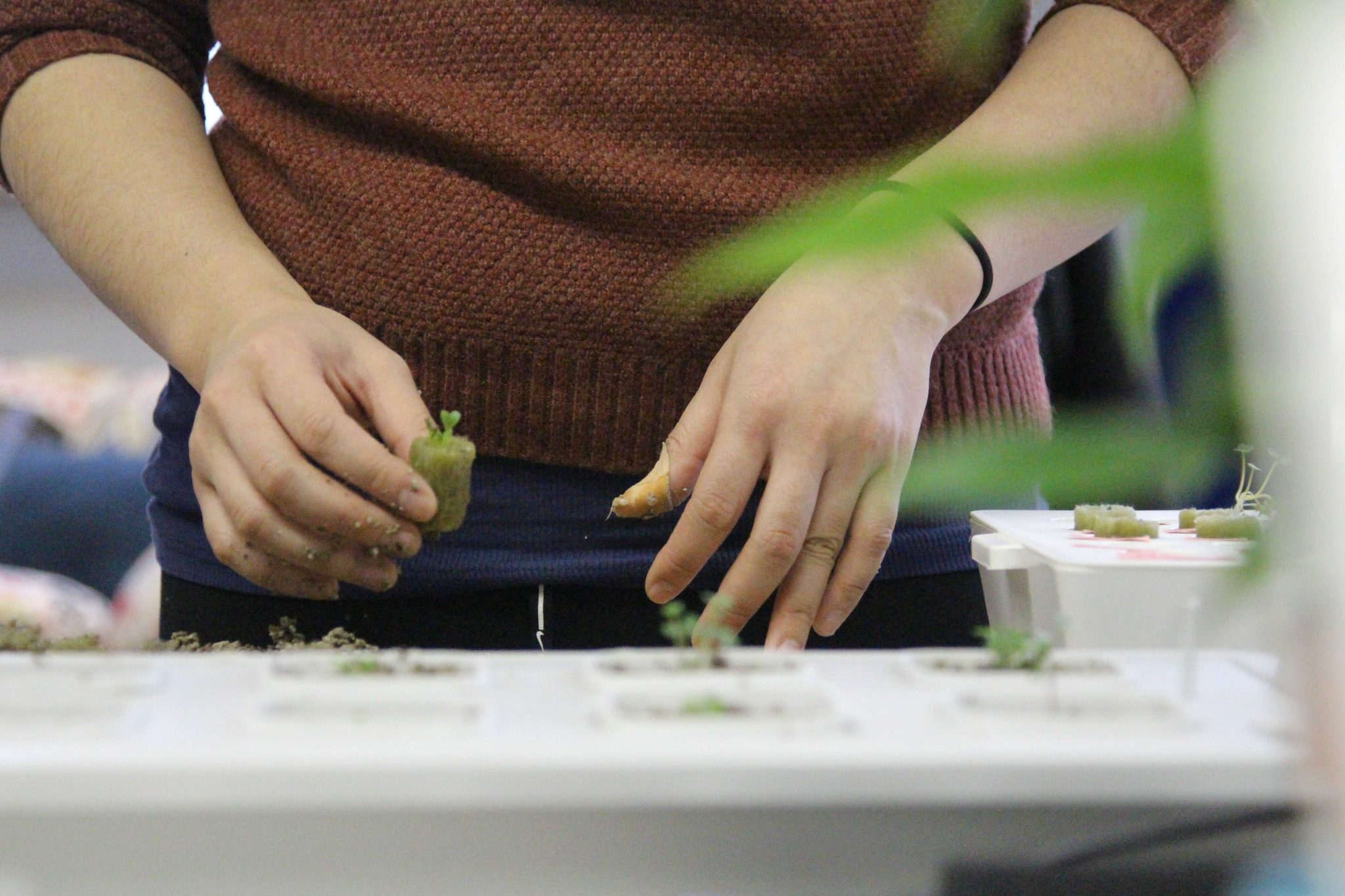 How To Hang Plants Without Drilling (8 Genius Ways!)
