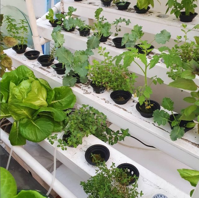 Growing Kale Indoors Hydroponically: A Step By Step Guide [2023]