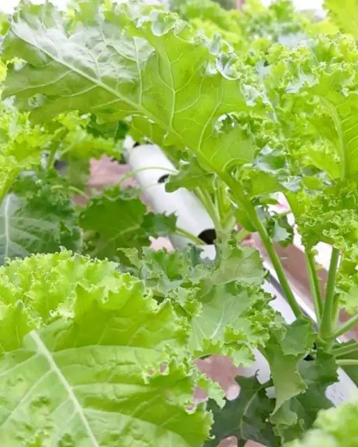 Growing Kale Indoors Hydroponically: A Step By Step Guide [2023]