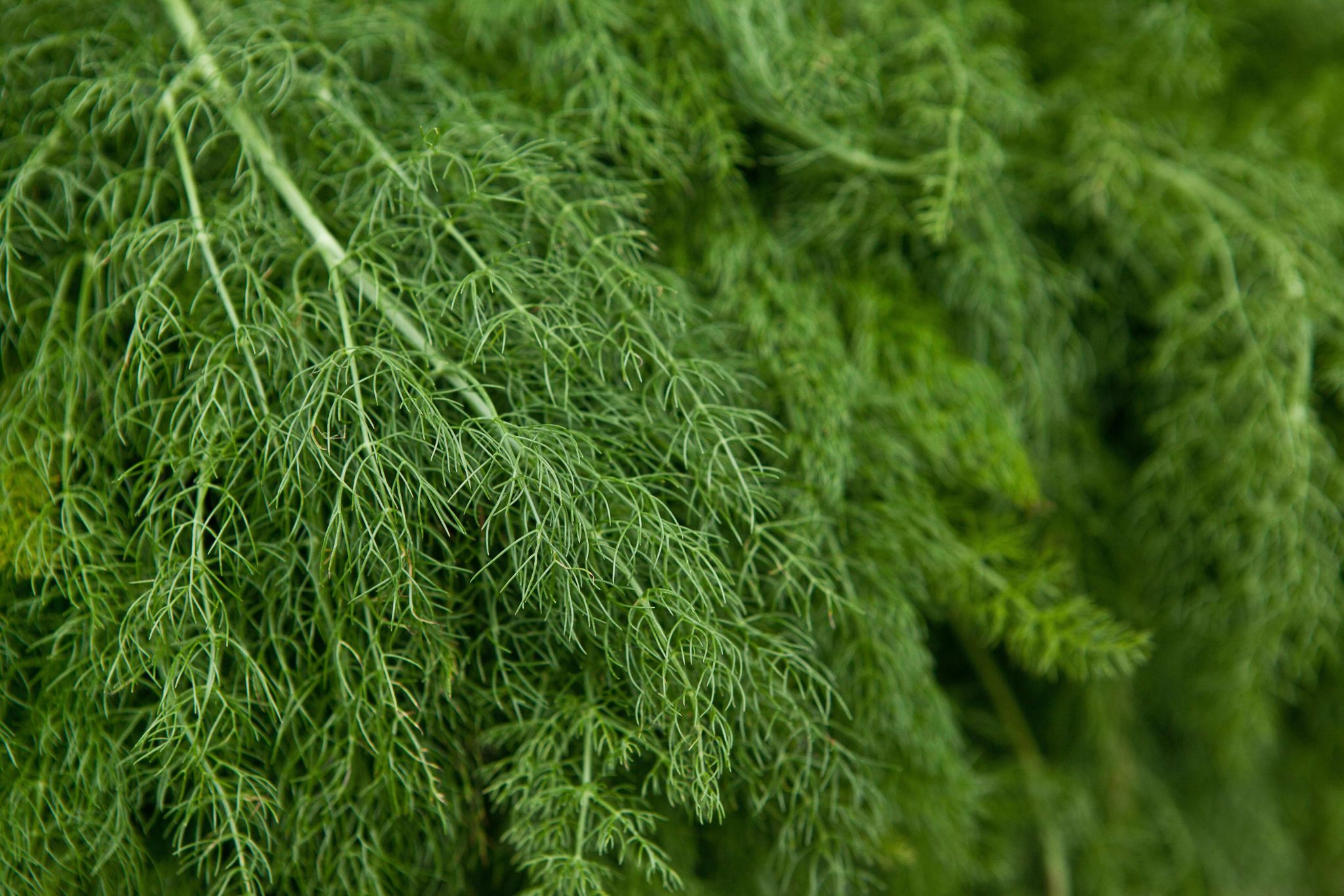 How To Harvest Dill Without Killing The Plant [Exact Steps]