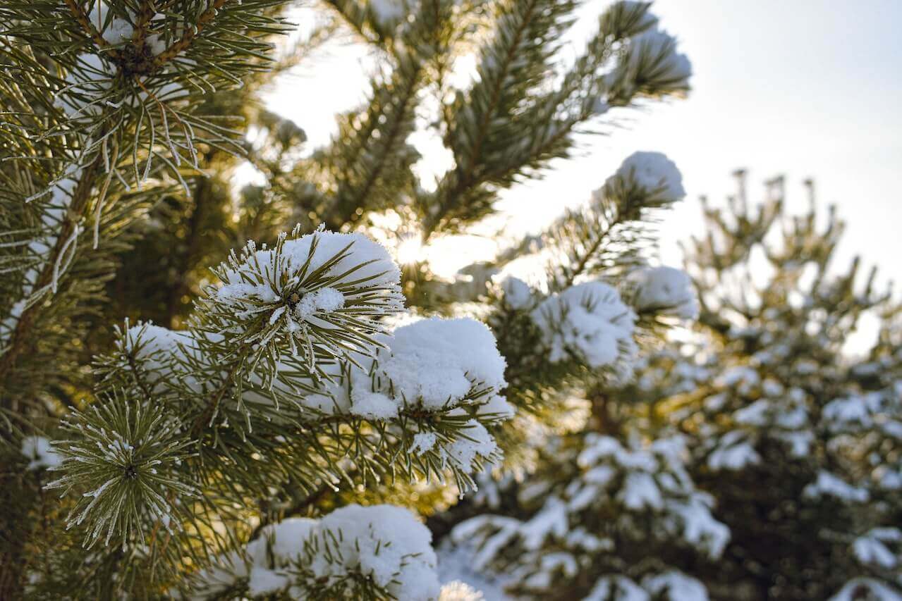27 Plants That Don't Lose Leaves In Winter! +Growing Tips [2023]