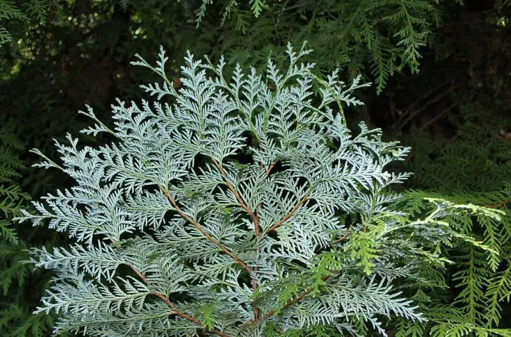 27 Plants That Don't Lose Leaves In Winter! +Growing Tips [2023]