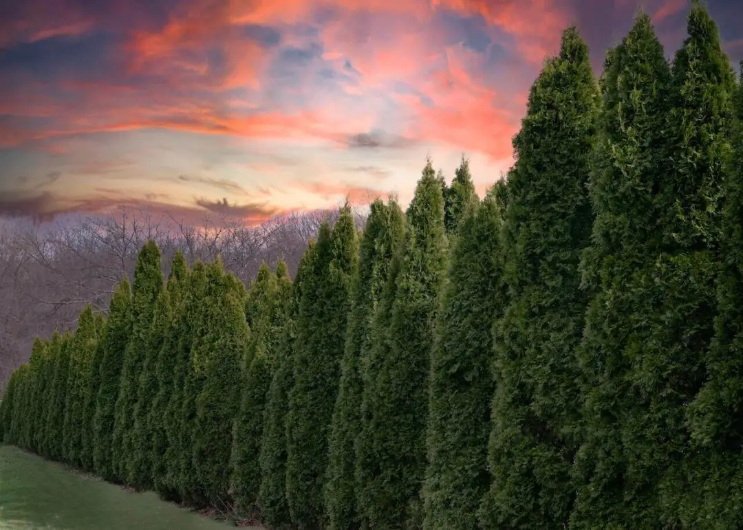 27 Plants That Don t Lose Leaves In Winter Growing Tips 2023 27-plants-that-don-t-lose-leaves-in-winter-growing-tips-2023