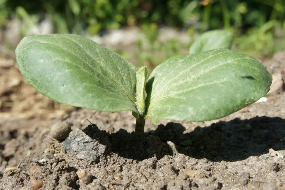 8 Pumpkin Growing Stages [+ Growth Tips!]