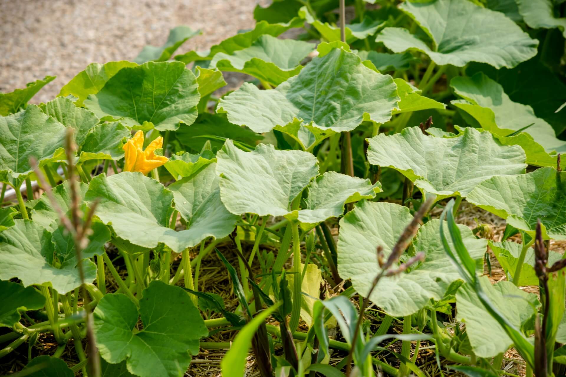 8 Pumpkin Growing Stages [+ Growth Tips!]