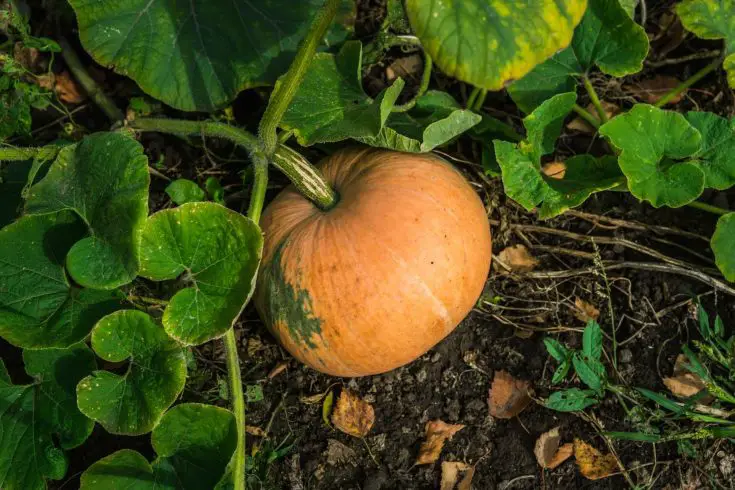 8 Pumpkin Growing Stages [+ Growth Tips!]