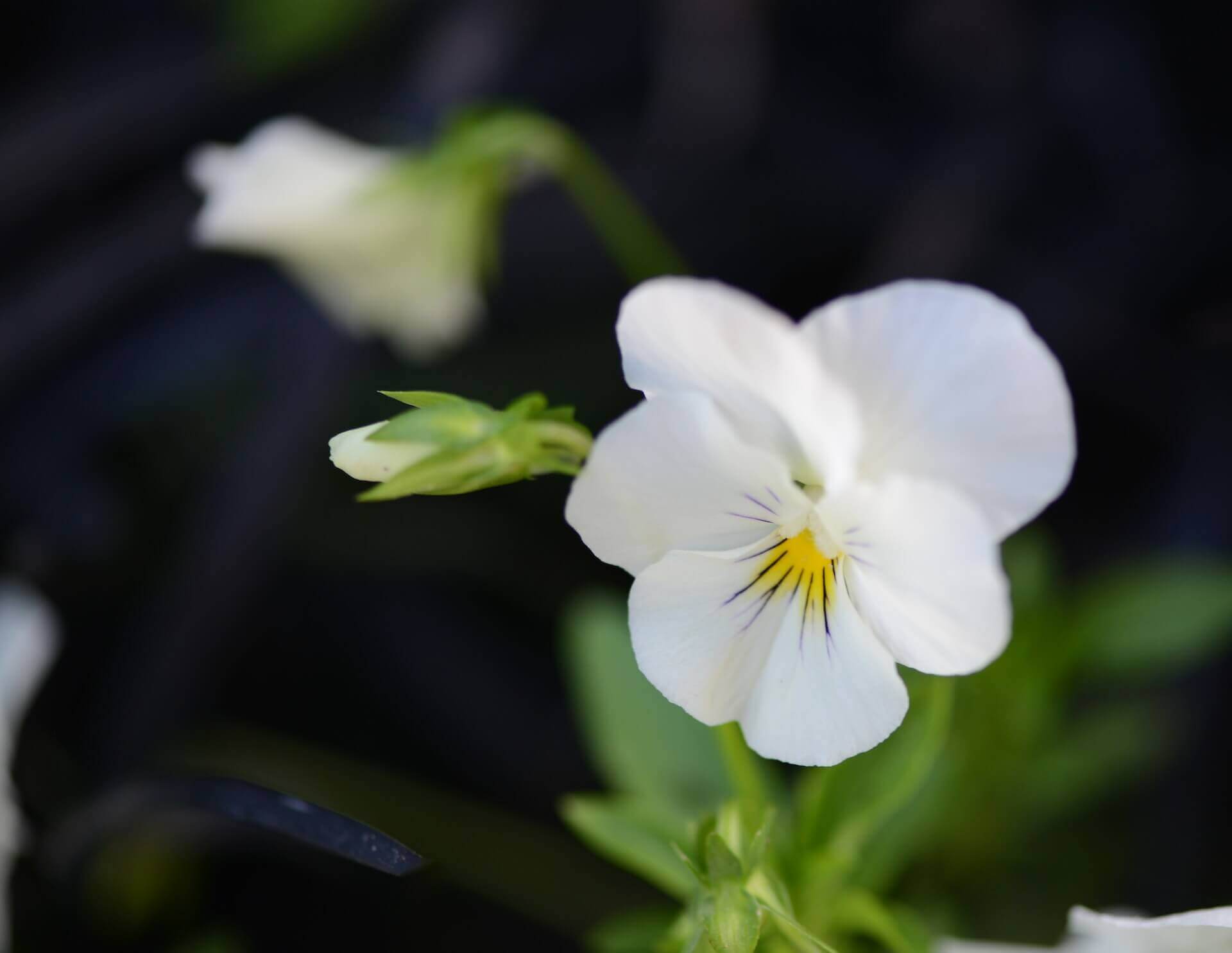 7 White Winter Plants For A Cheerful Winter![2023]