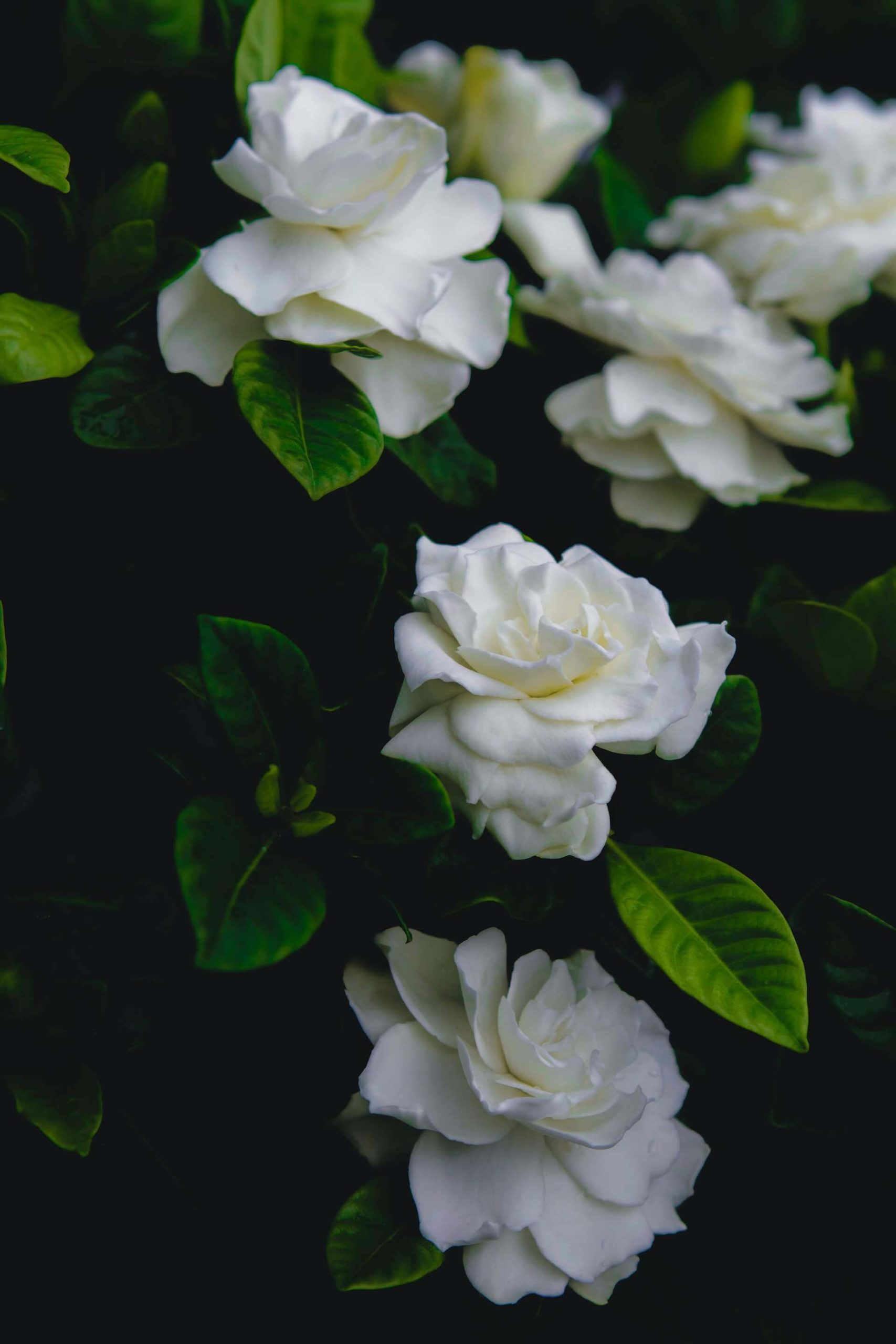 7 White Winter Plants For A Cheerful Winter![2023]