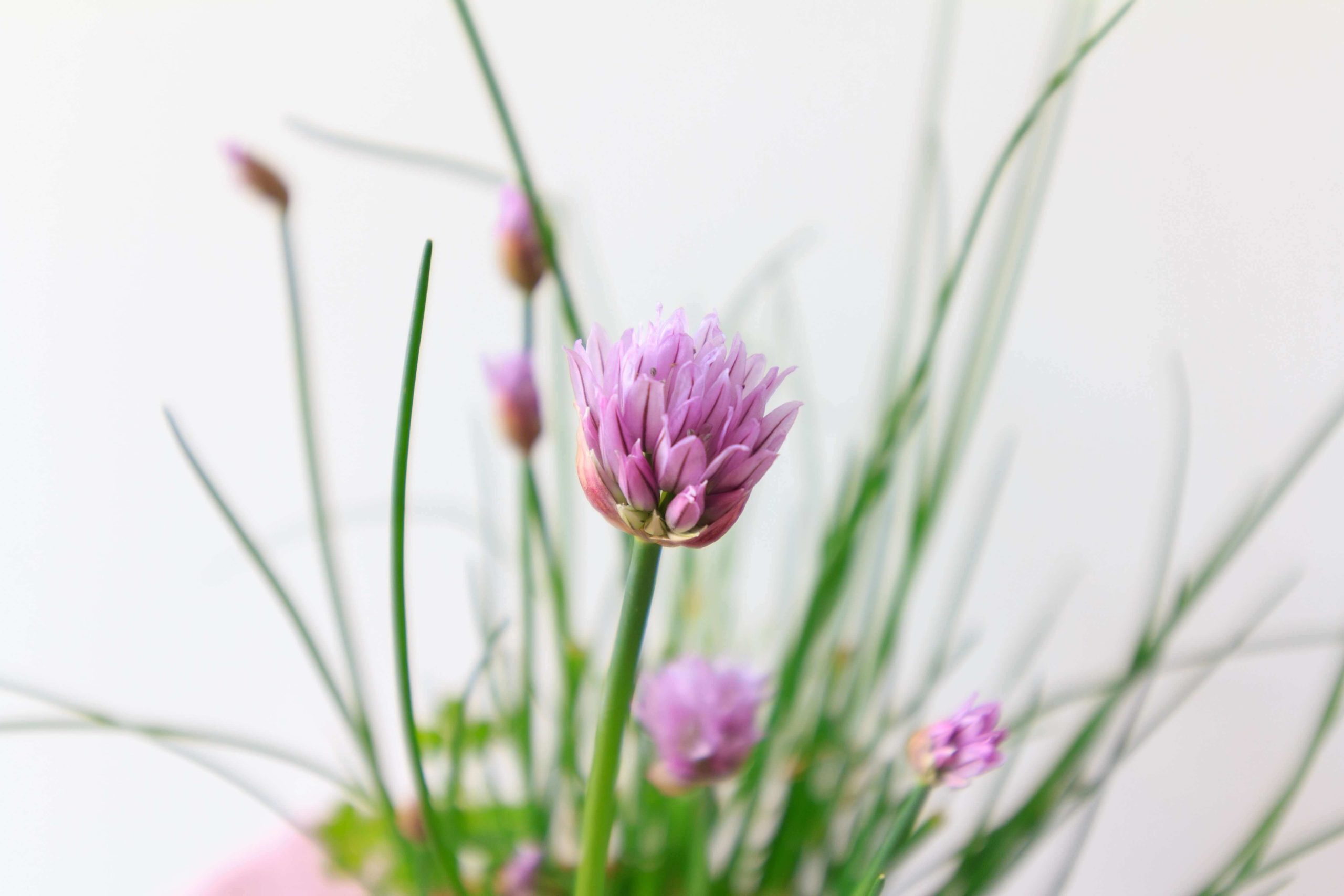 How To Harvest Chives Without Killing The Plant [Exact Steps]