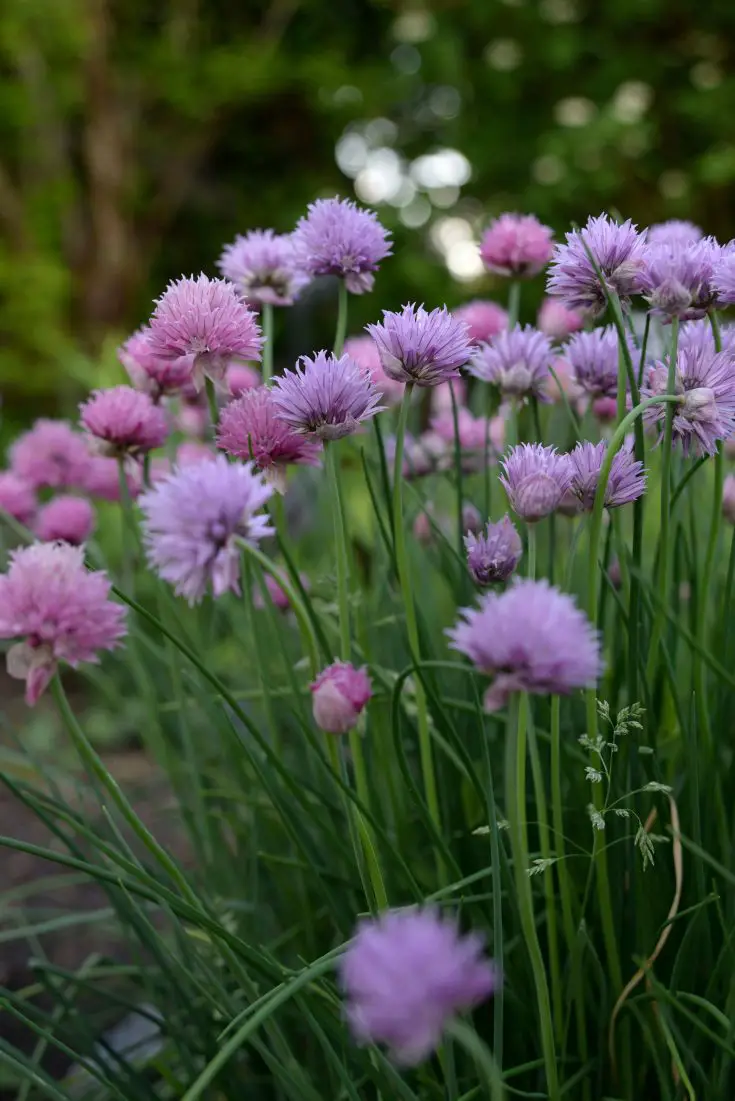 How To Harvest Chives Without Killing The Plant [Exact Steps]
