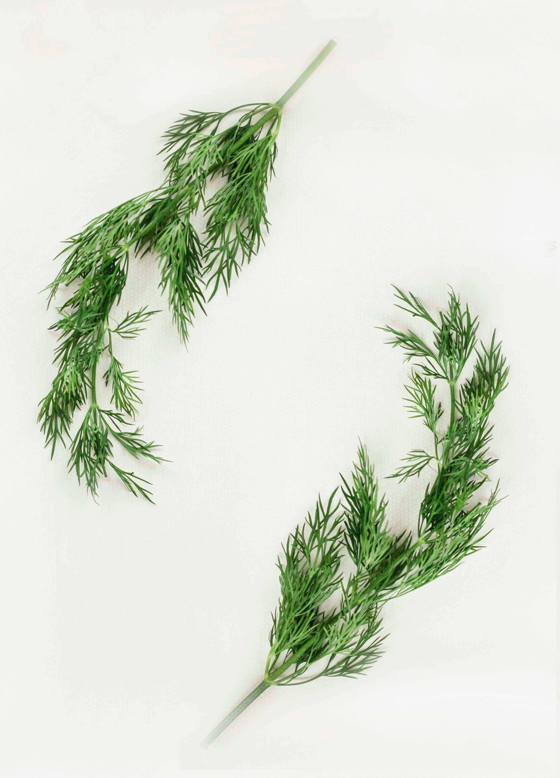 How To Harvest Dill Without Killing The Plant [Exact Steps]
