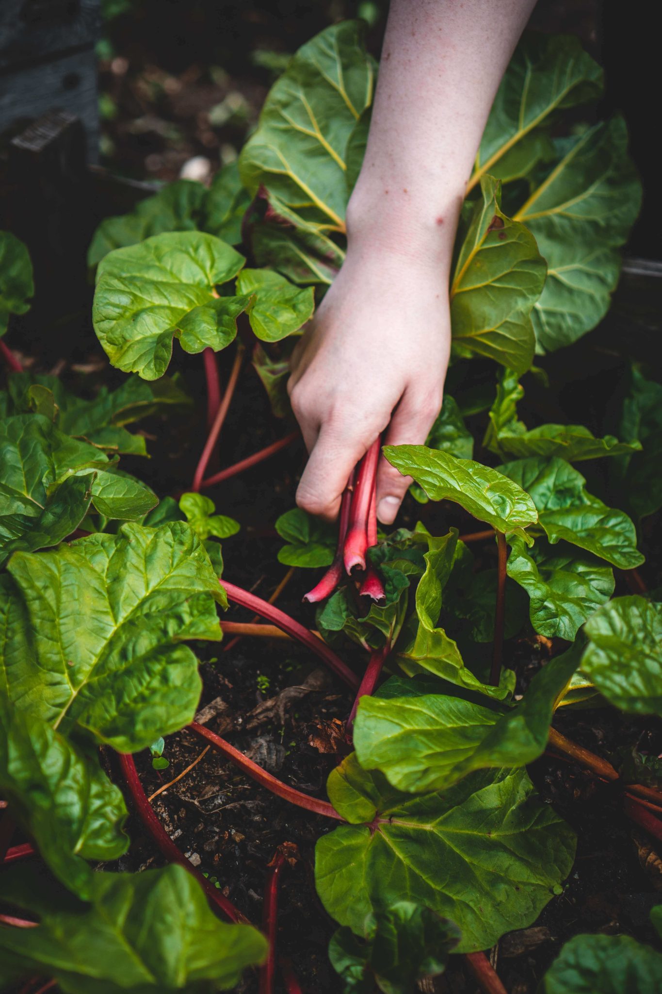 How To Harvest Swiss Chard Without Killing The Plant [Exact Steps!]
