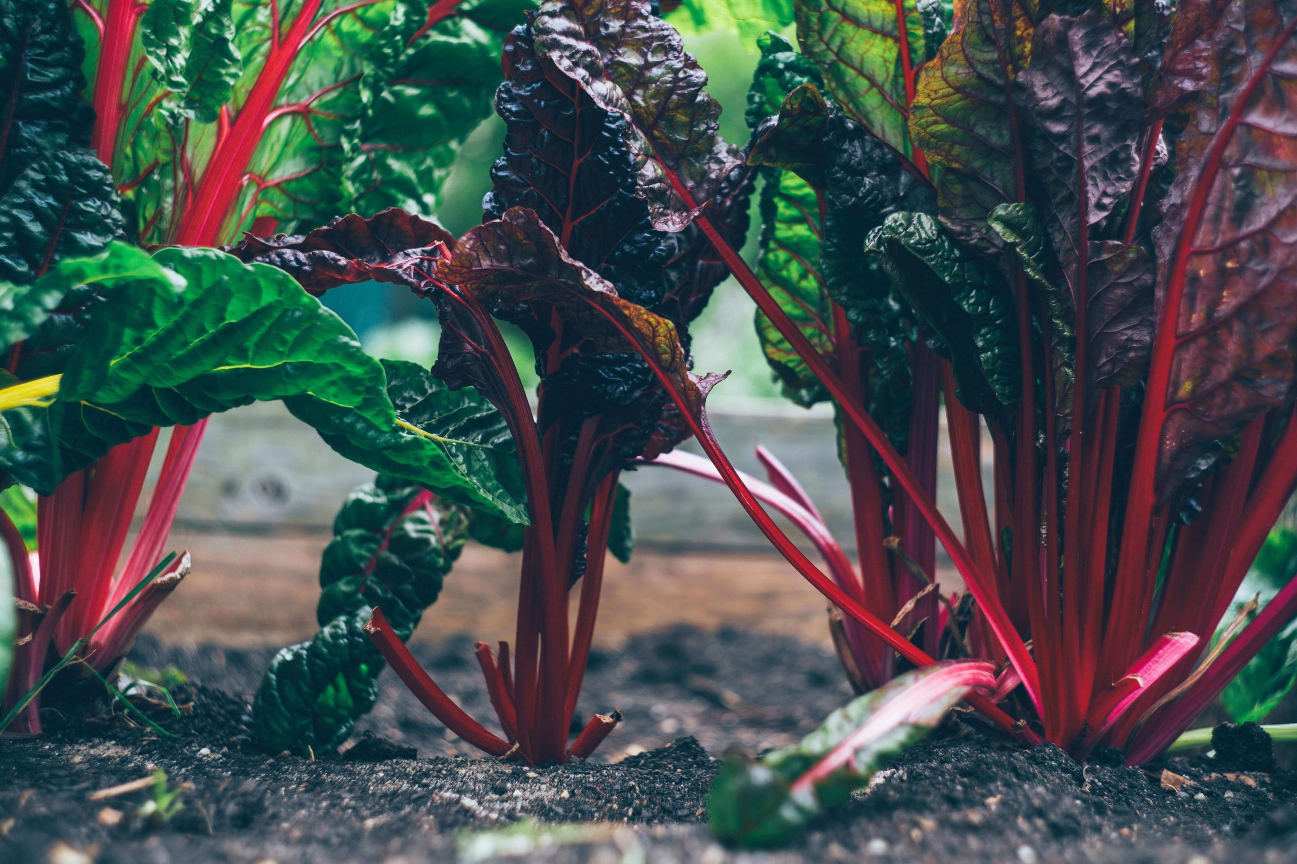 How To Harvest Swiss Chard Without Killing The Plant [Exact Steps!]