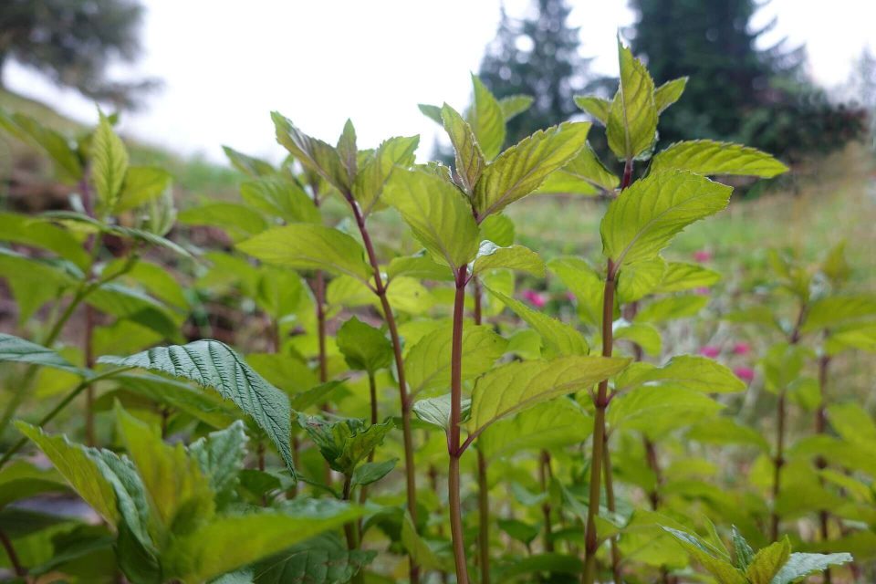 How To Pick Mint Leaves Without Killing Plant -Exact Steps! [2023]