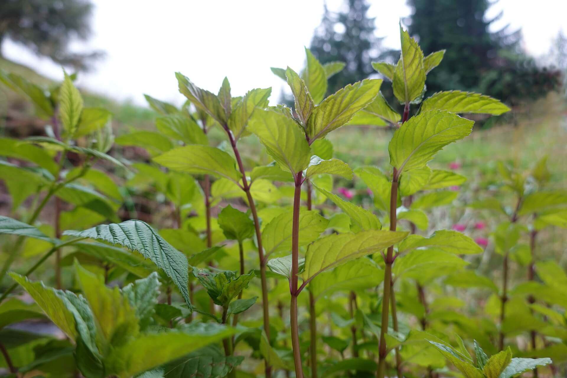 How To Pick Mint Leaves Without Killing Plant -Exact Steps! [2023]