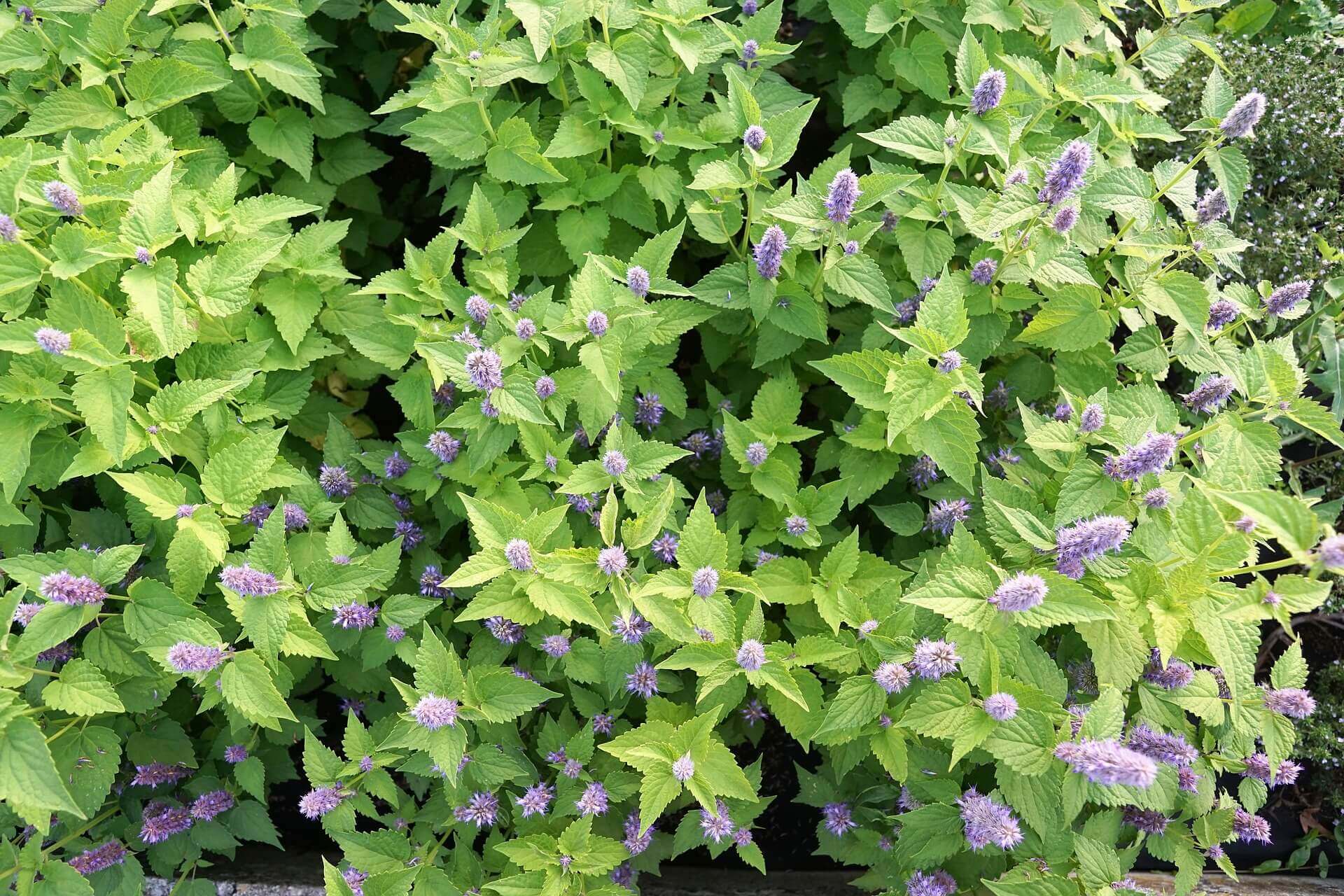 How To Pick Mint Leaves Without Killing Plant -Exact Steps! [2023]