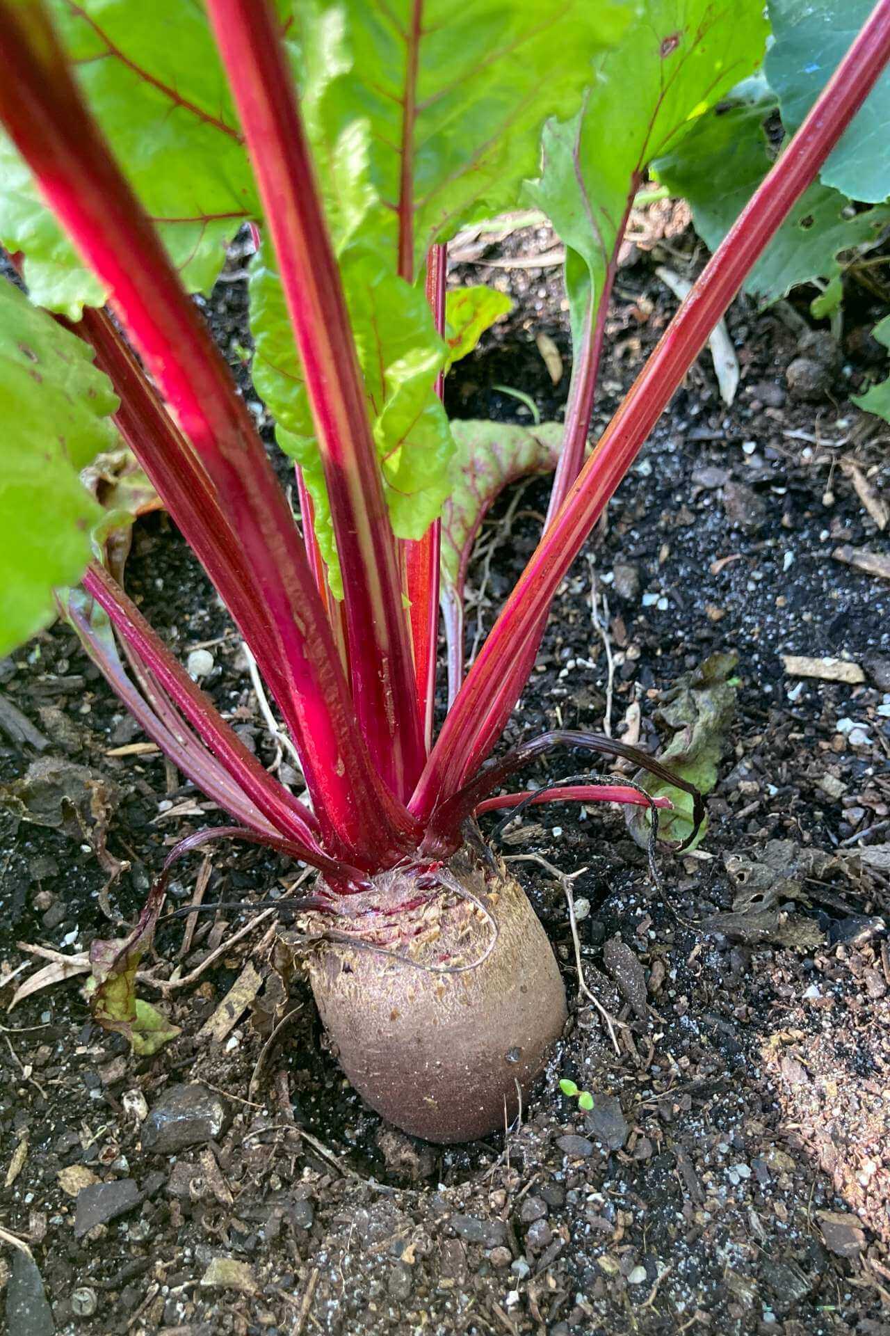 35 Companion Plants For Chard: Your Complete Guide For 2023!